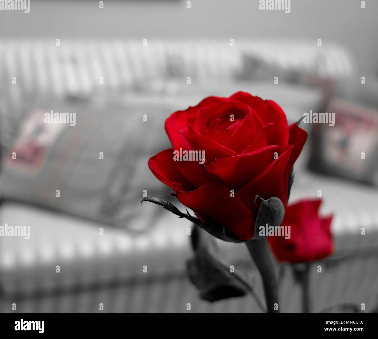 Bouquet of red roses in the living room. Concept: romance Stock Photo ...