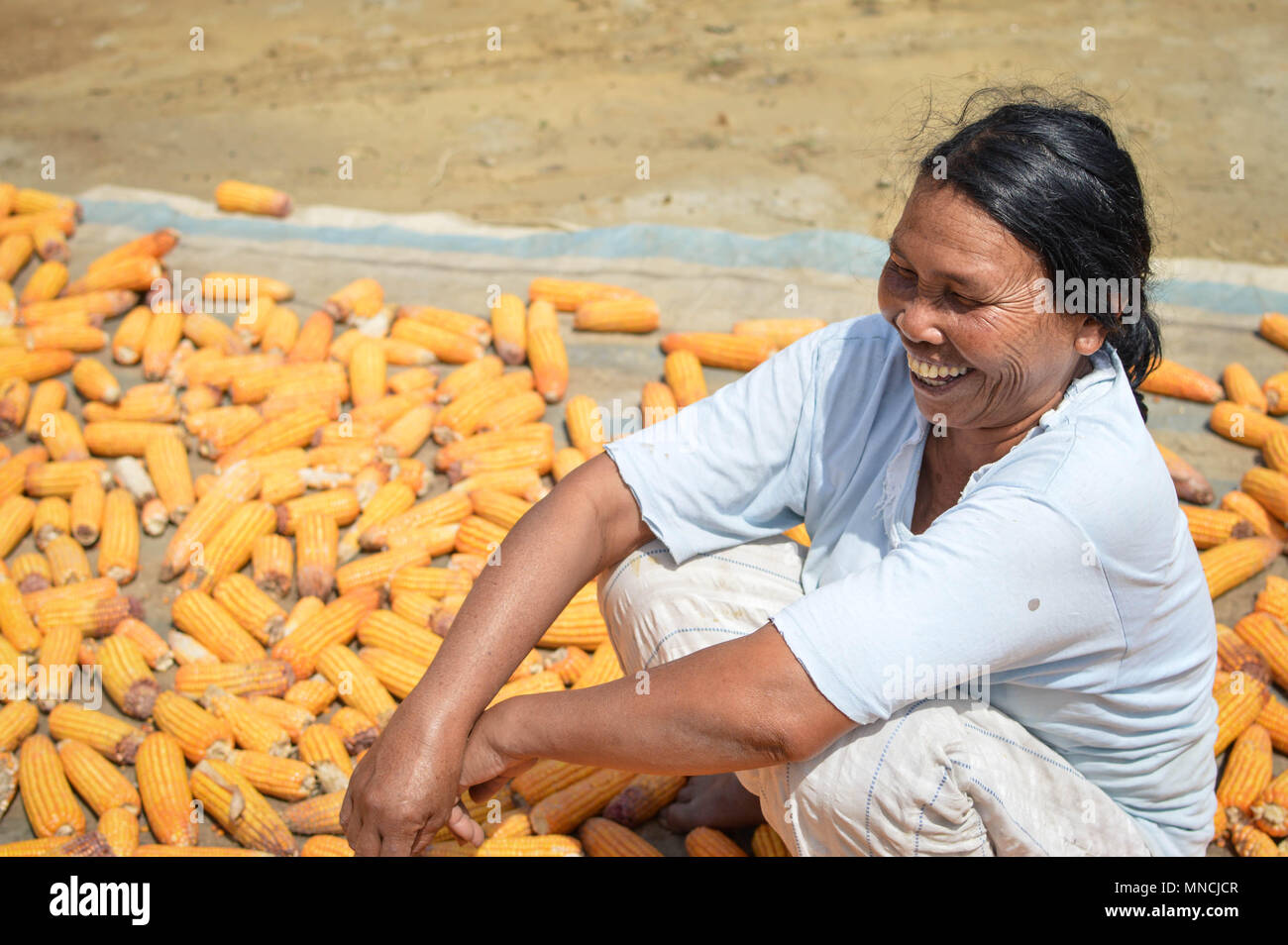 Corn crop drying hi-res stock photography and images - Alamy