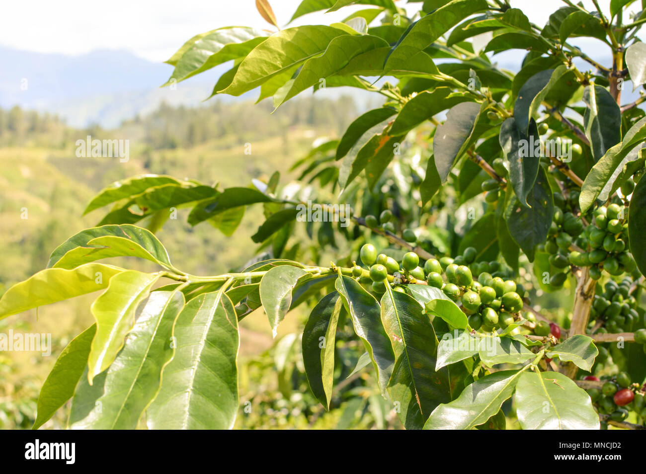 Close up of the coffee beans and trees at the coffee plantations in the ...