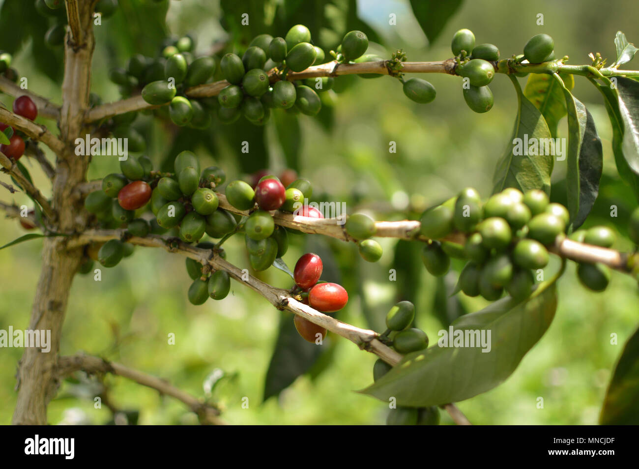 Coffee berry tree hi-res stock photography and images - Alamy