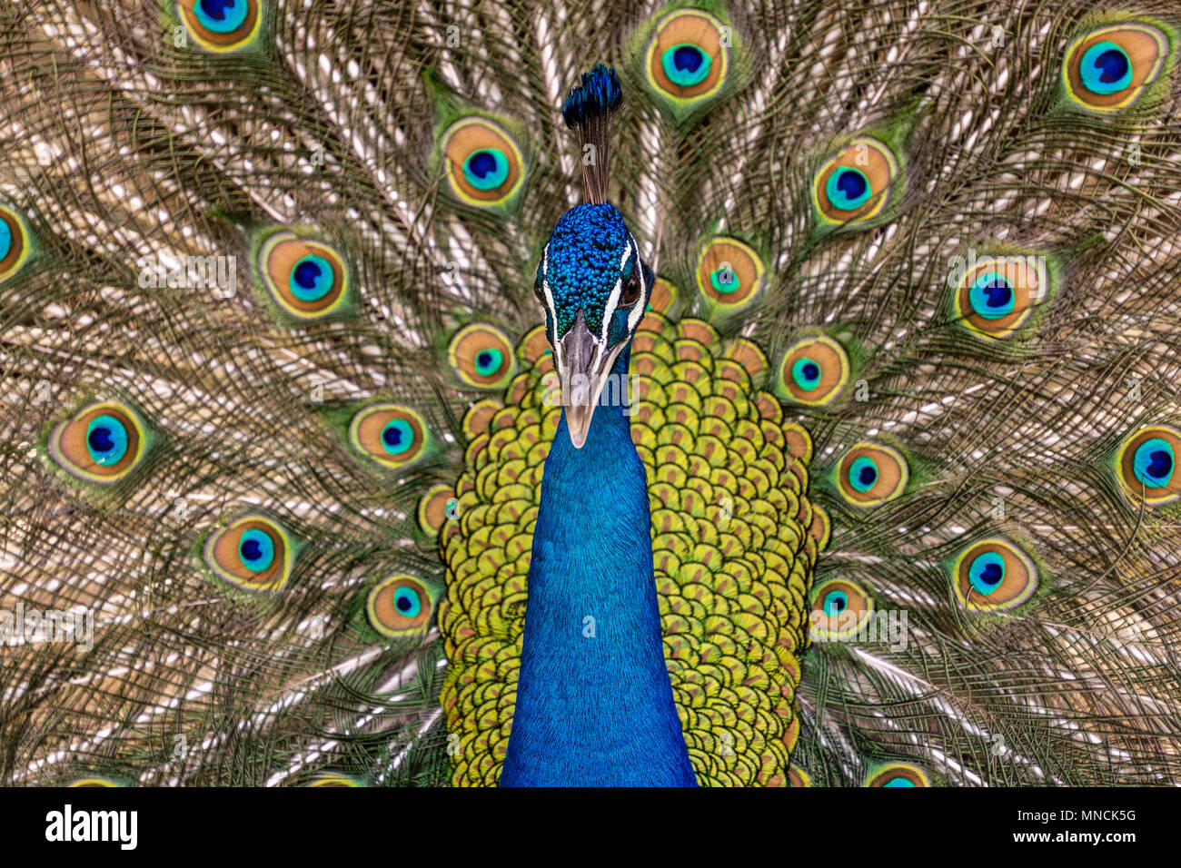 Peacock blue texture hi-res stock photography and images - Alamy
