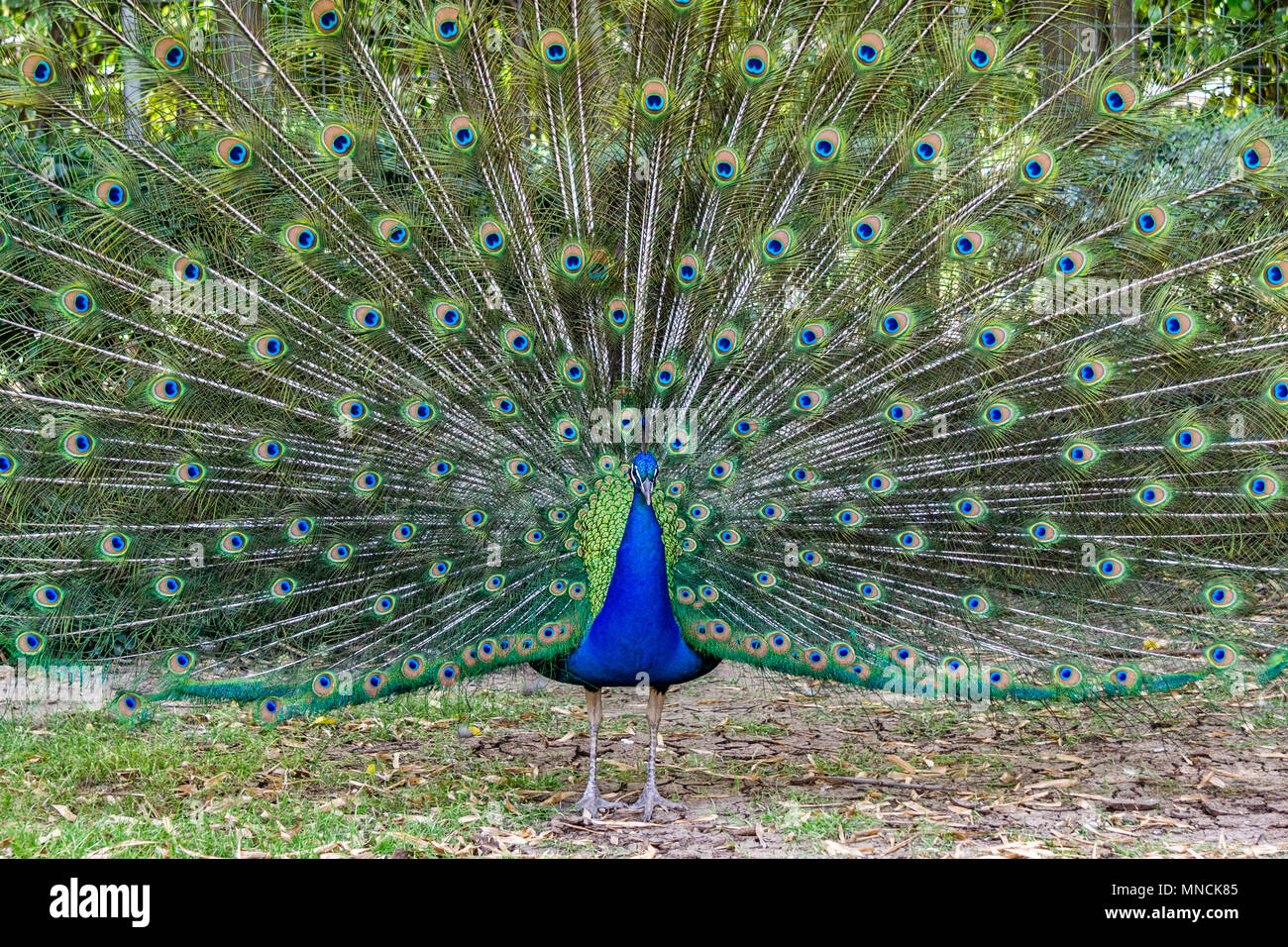 Peacock head blue beautiful hi-res stock photography and images - Alamy