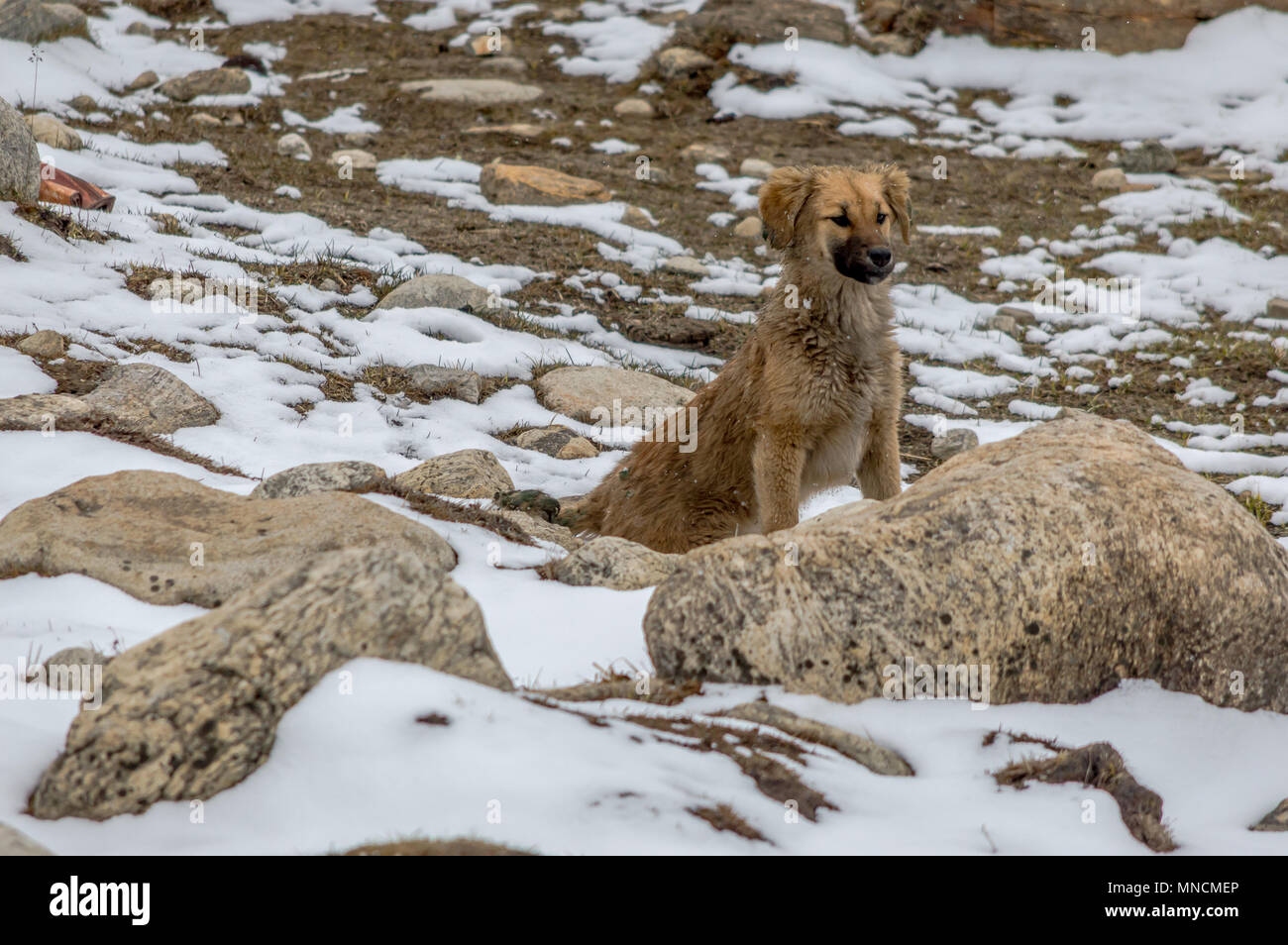 Stray dogs in india breed hi-res stock photography and images - Alamy