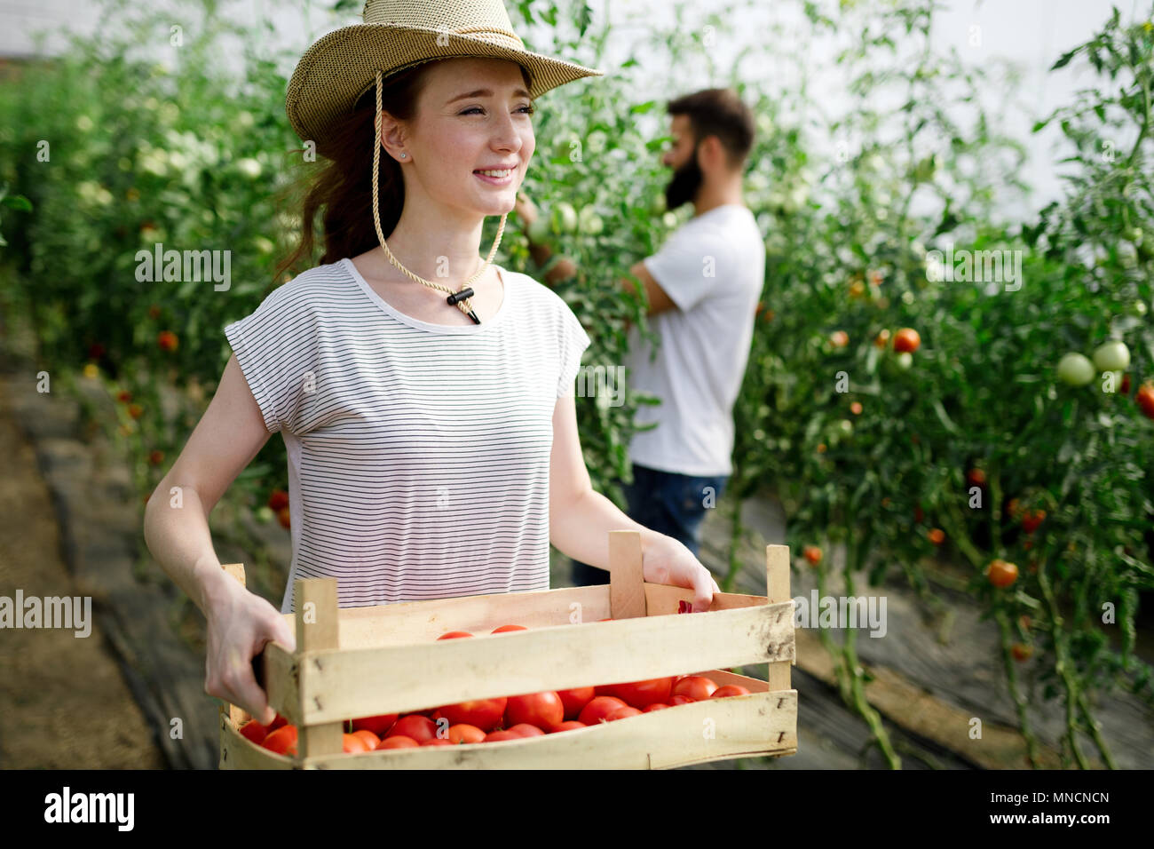 Young smiling agriculture woman worker working, harvesting tomatoes in ...