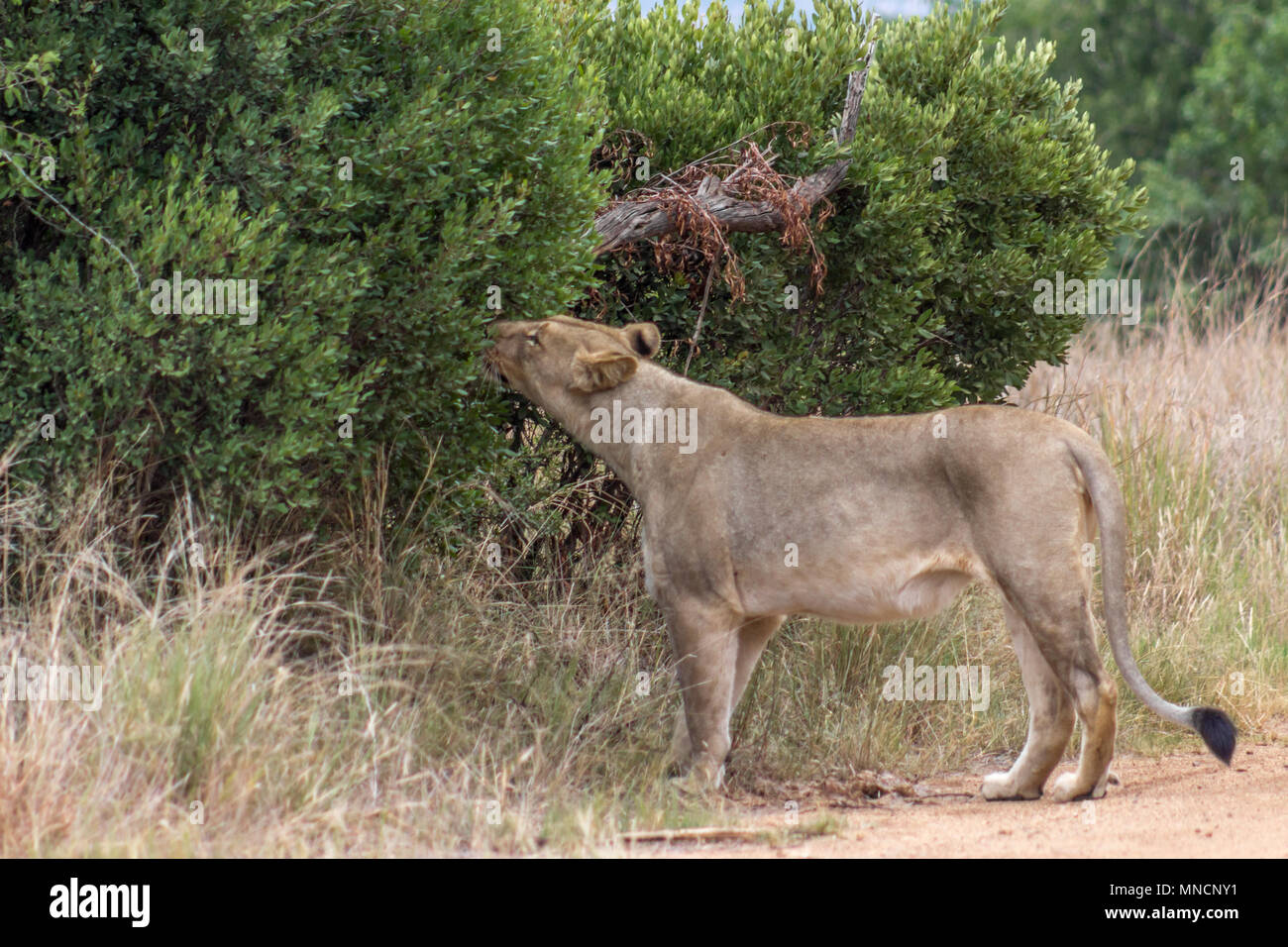 Lion smelling tree hi-res stock photography and images - Alamy