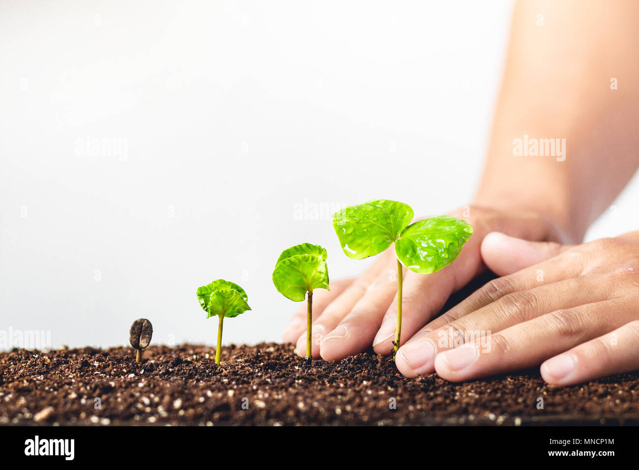Growing Sapling coffee trees Hand Protect White background Stock Photo ...