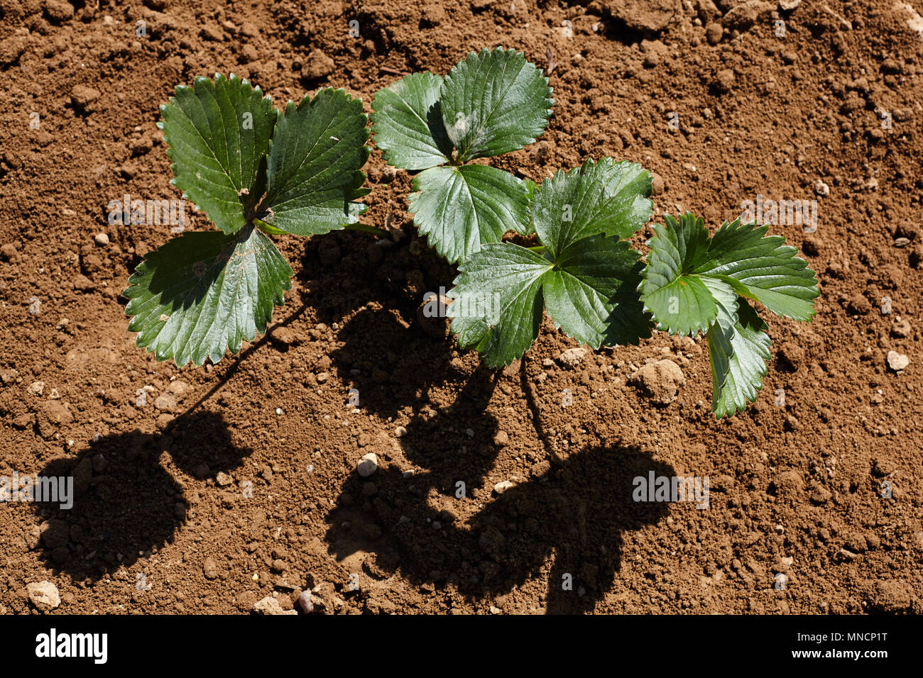 Strawberry plant on soil Stock Photo - Alamy