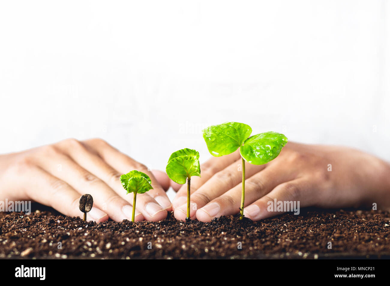 Growing Sapling coffee trees Hand Protect White background Stock Photo ...