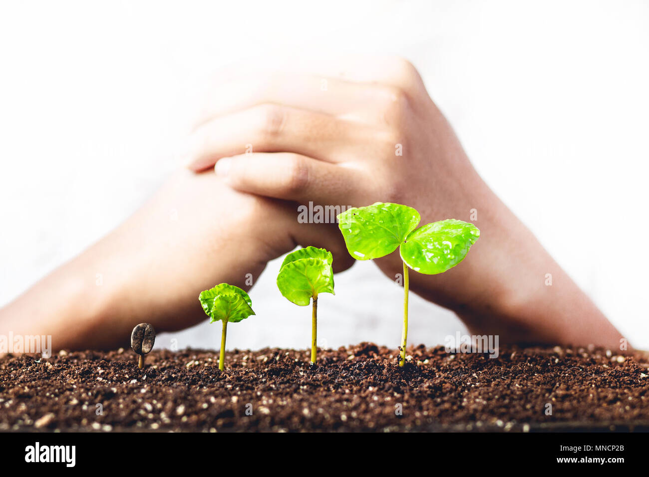 Growing Sapling coffee trees Hand Protect White background Stock Photo ...