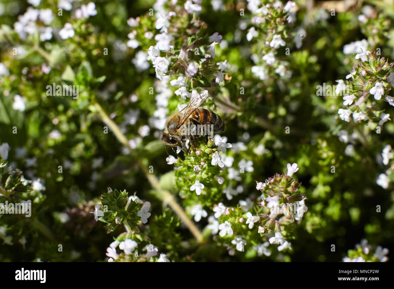 Honey bee on wild thyme hi-res stock photography and images - Alamy