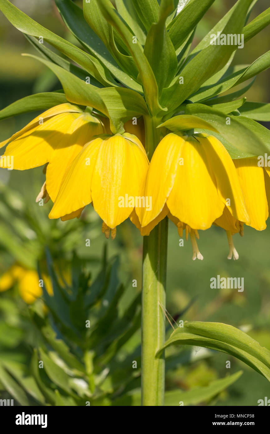 Hazelgrouseimperial hi-res stock photography and images - Alamy