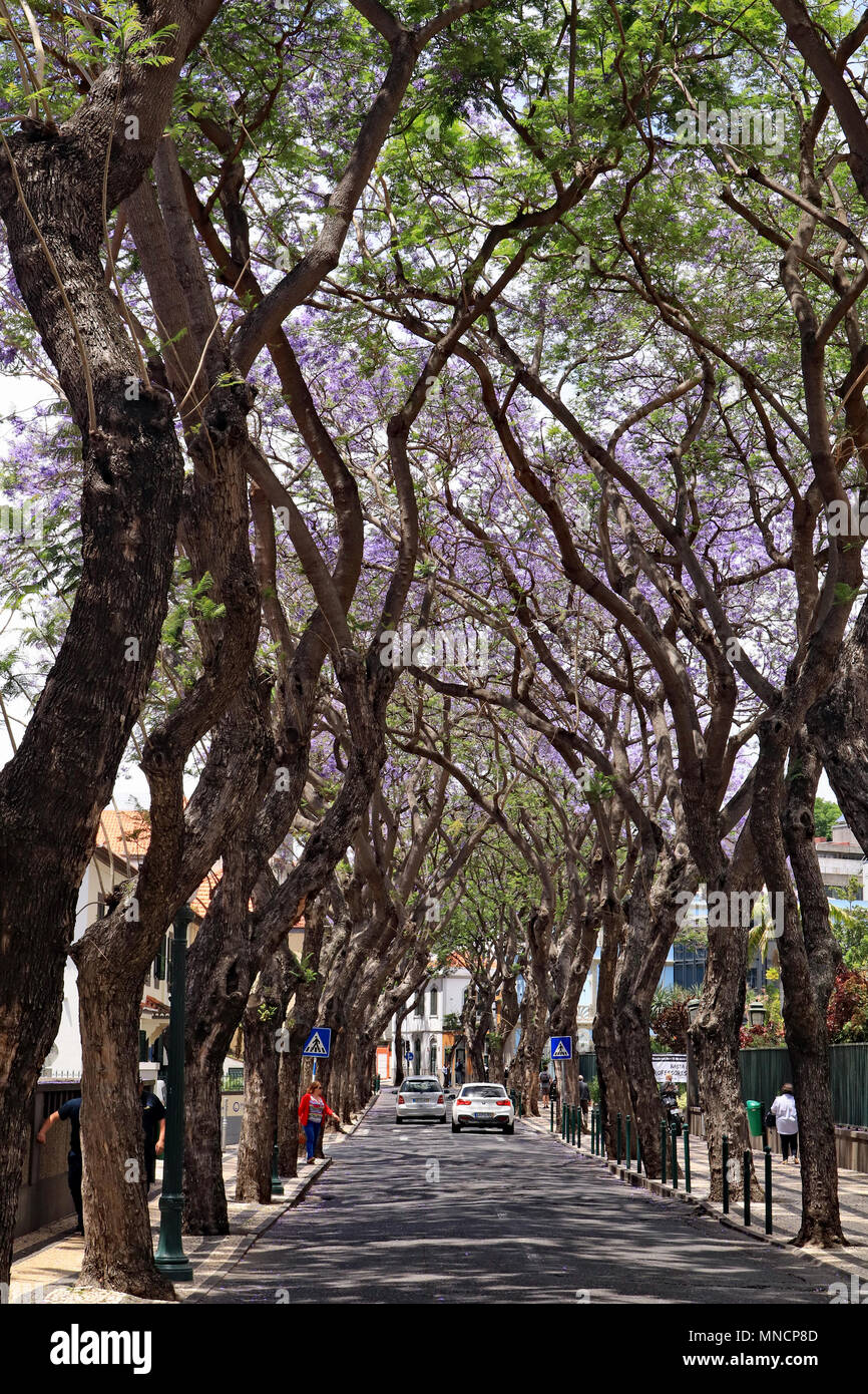 Madeira Trees High Resolution Stock Photography and Images - Alamy