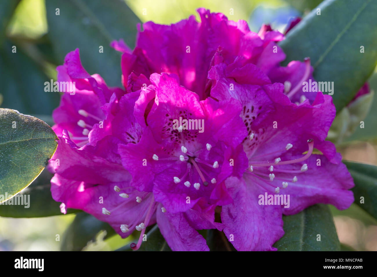 Pontic rhododendron flower hi-res stock photography and images - Alamy