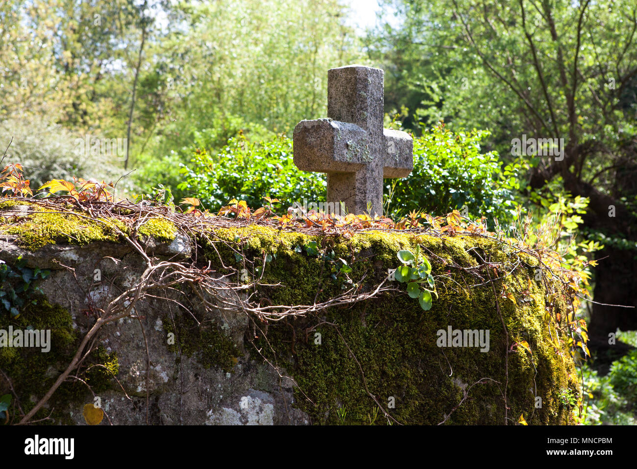 Cross plants christianity hi-res stock photography and images - Alamy
