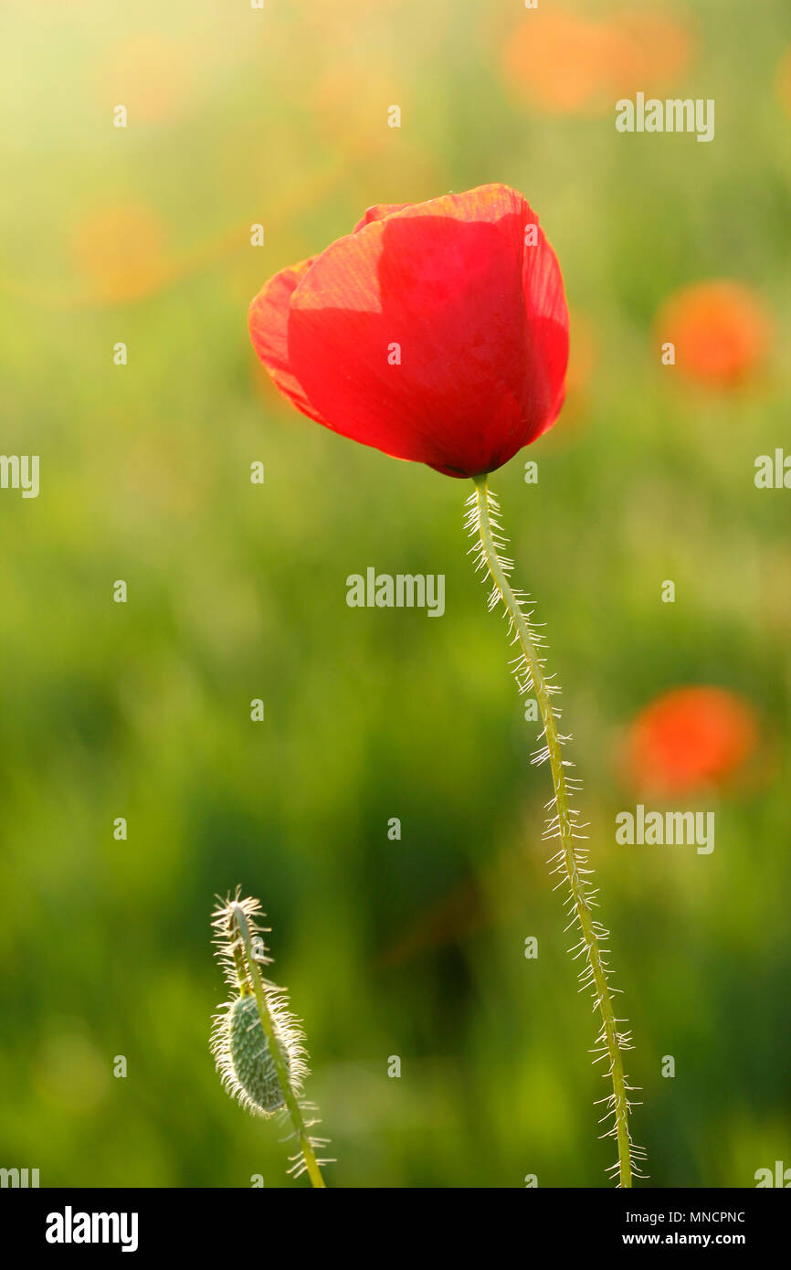 Papaver rhoeas blooms hi-res stock photography and images - Alamy