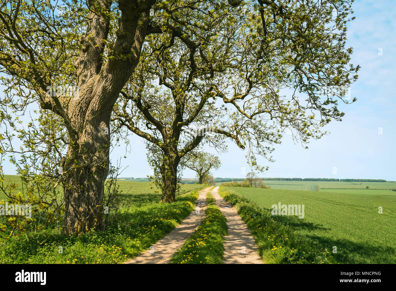 Trees line agricultural landscape of wheat fields on a fine spring ...