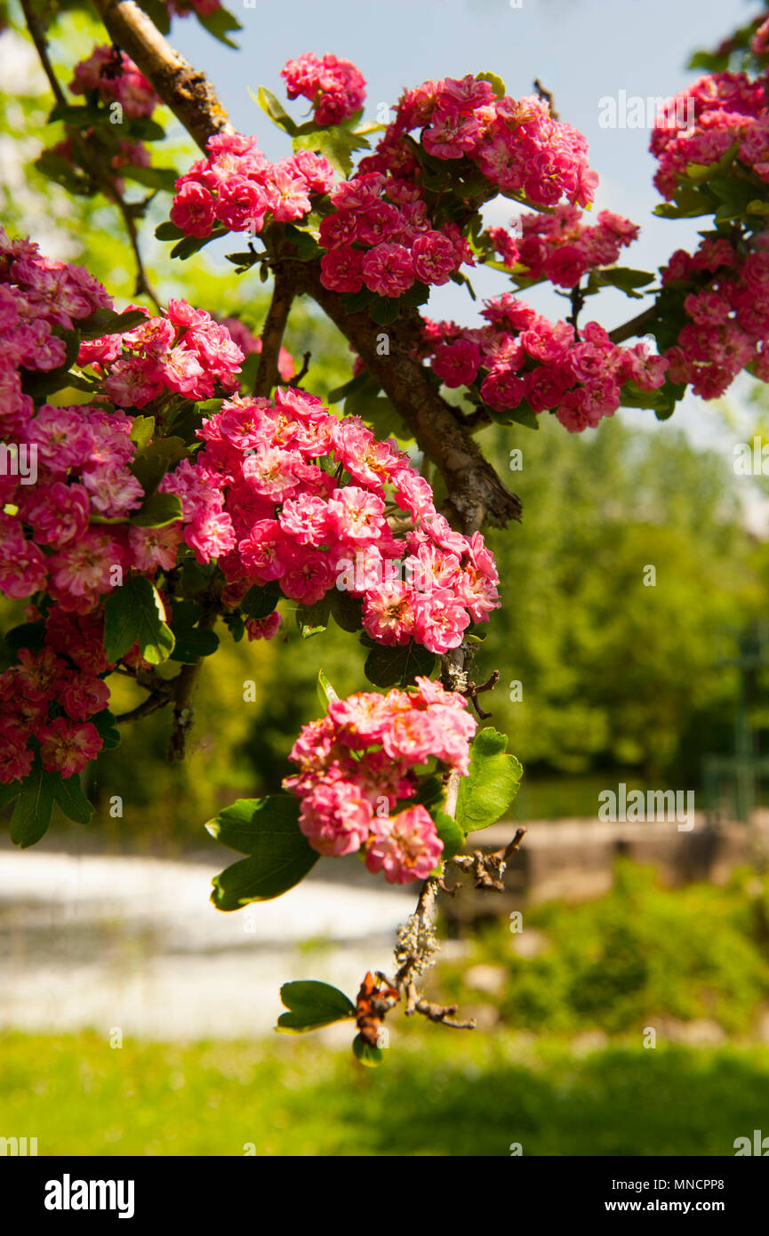 Hawthorn crimson cloud hi-res stock photography and images - Alamy