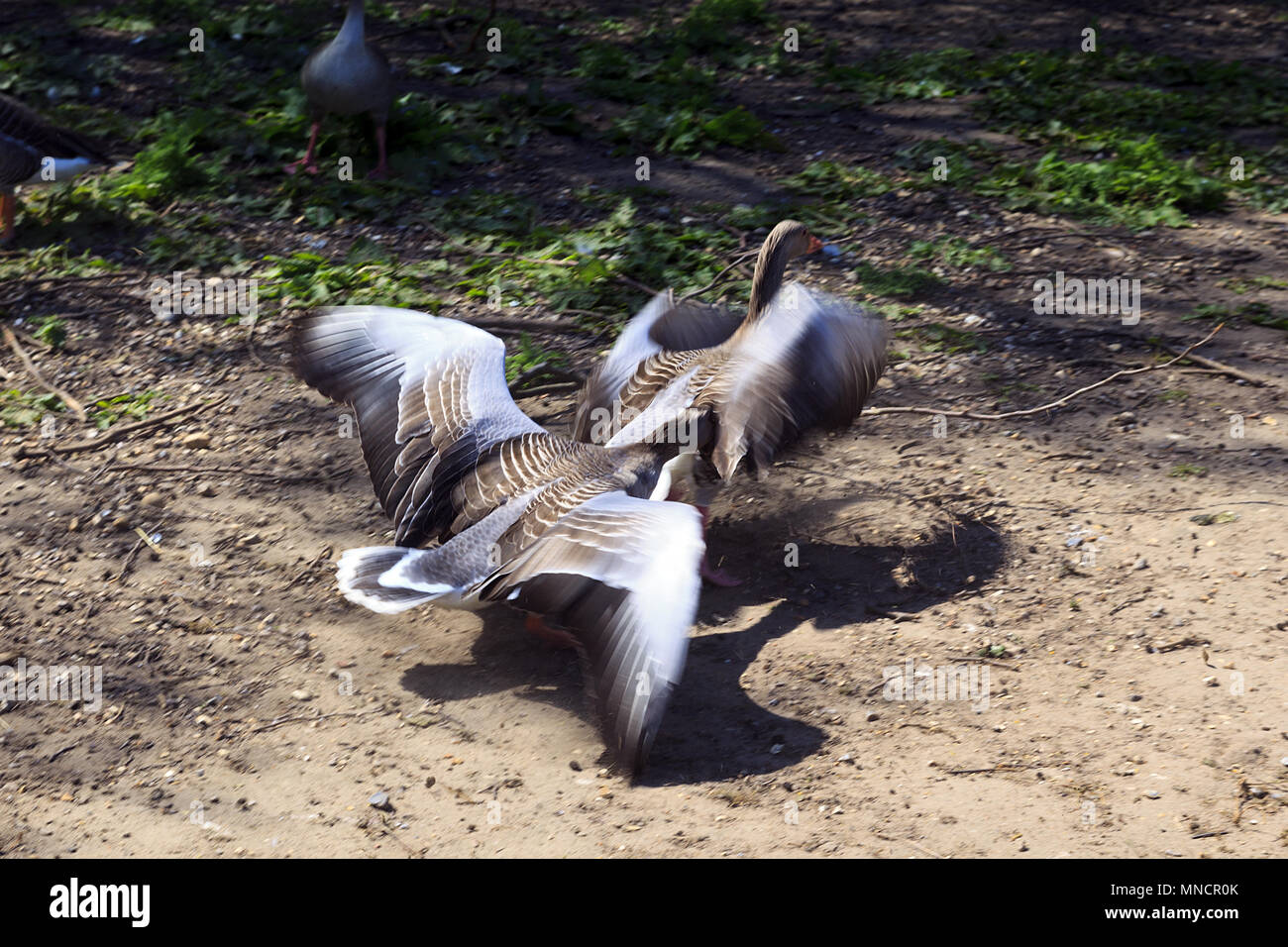 Geese fighting hi-res stock photography and images - Alamy