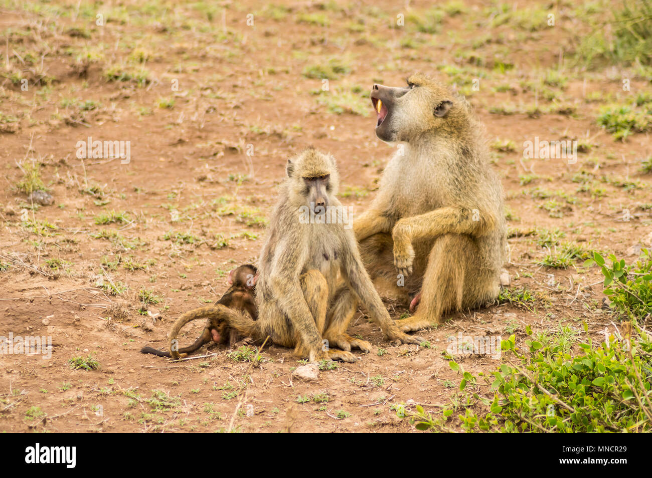 Two baboons with their cubs on their backs in the savannah of Amboseli ...