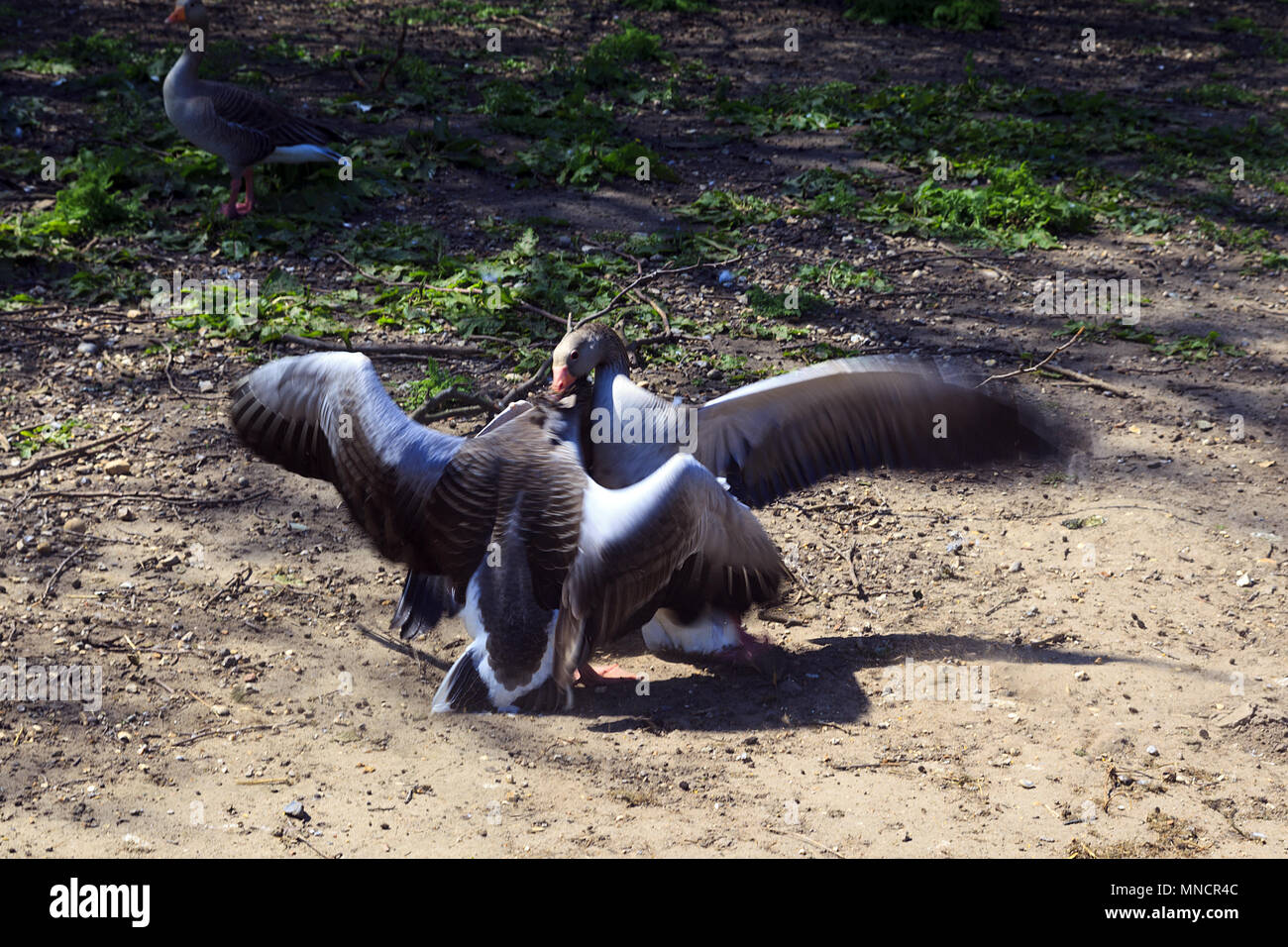 Graylag Geese Fighting Stock Photo - Alamy