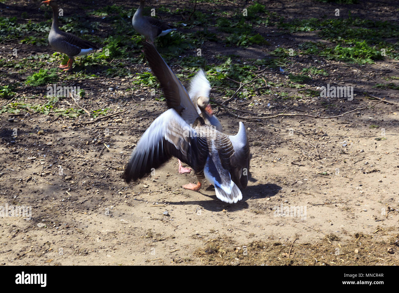 Graylag Geese Fighting Stock Photo - Alamy