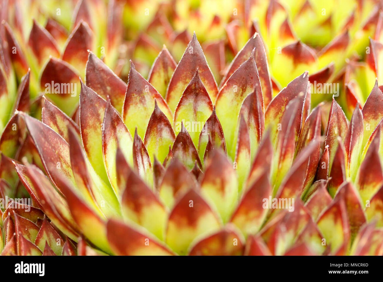 Sempervivum Tectorum Succulent High Resolution Stock Photography and ...