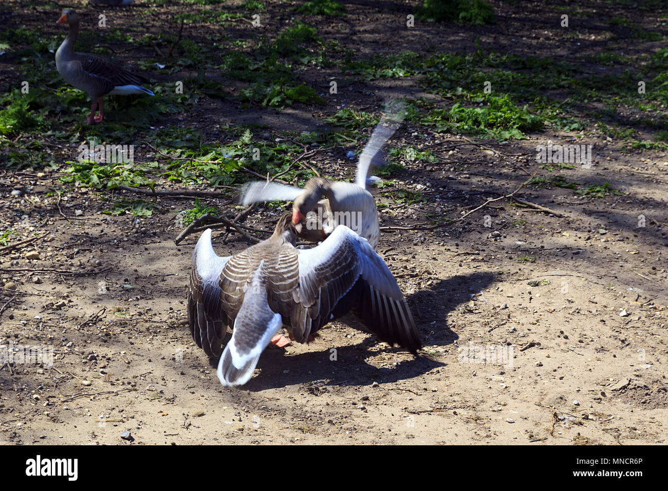 Graylag Geese Fighting Stock Photo - Alamy