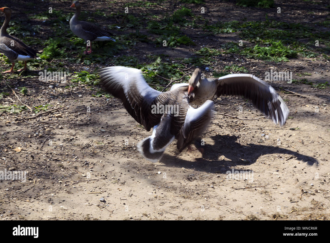 Geese fighting hi-res stock photography and images - Alamy