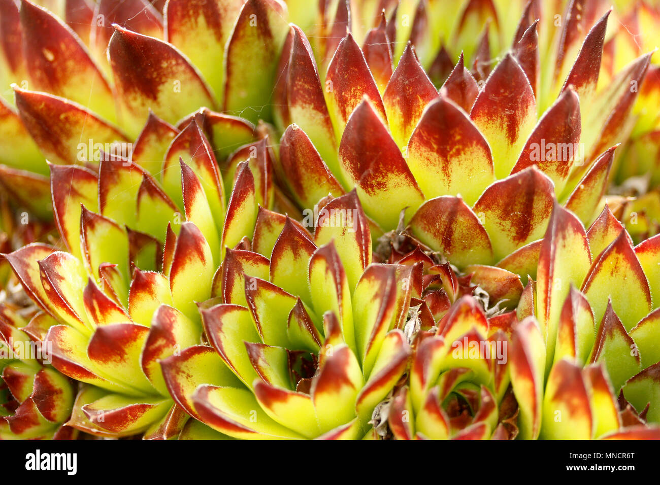 Houseleek. Sempervivum tectorum Stock Photo - Alamy