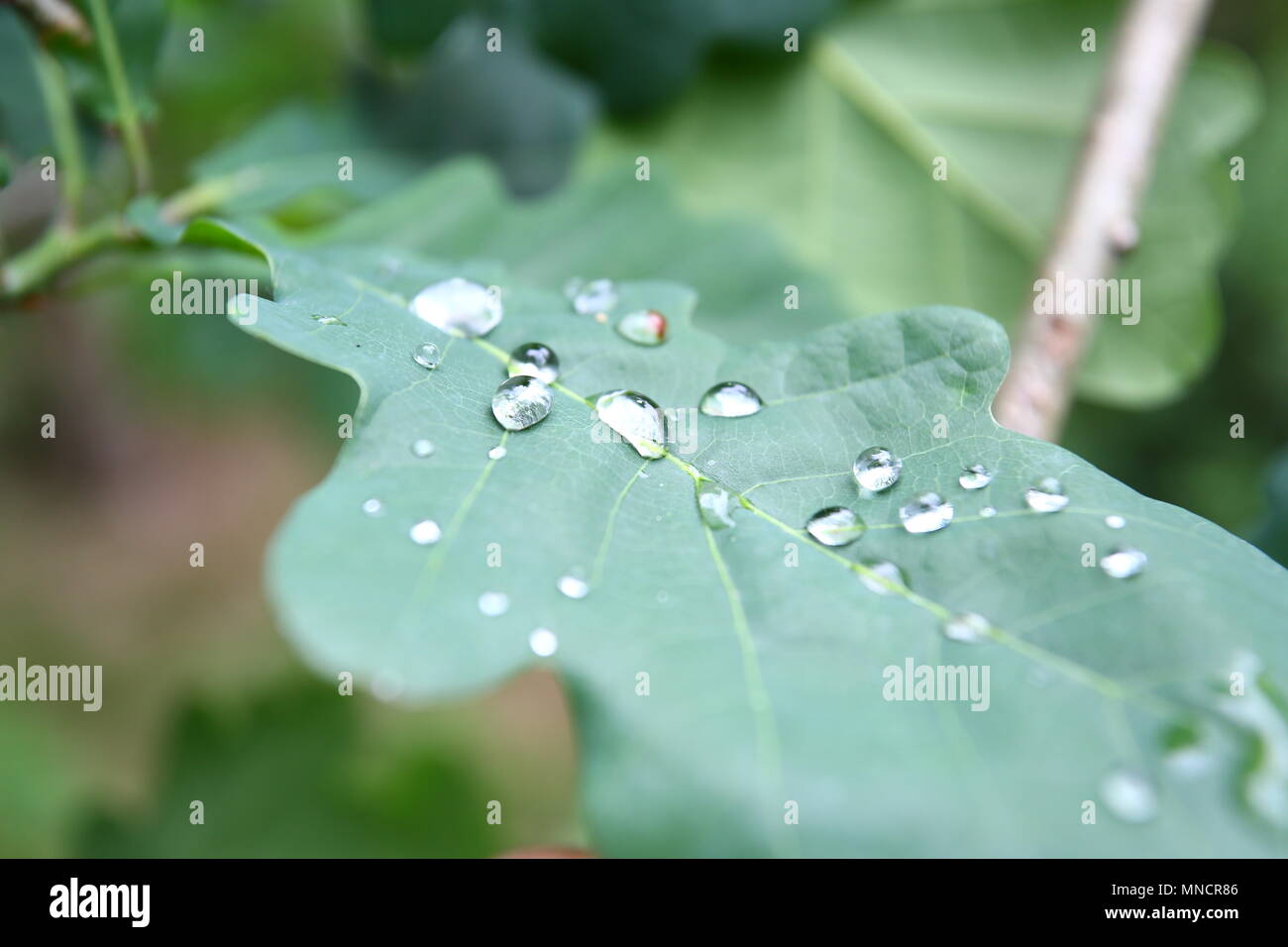 Waterdrops after rain Stock Photo - Alamy