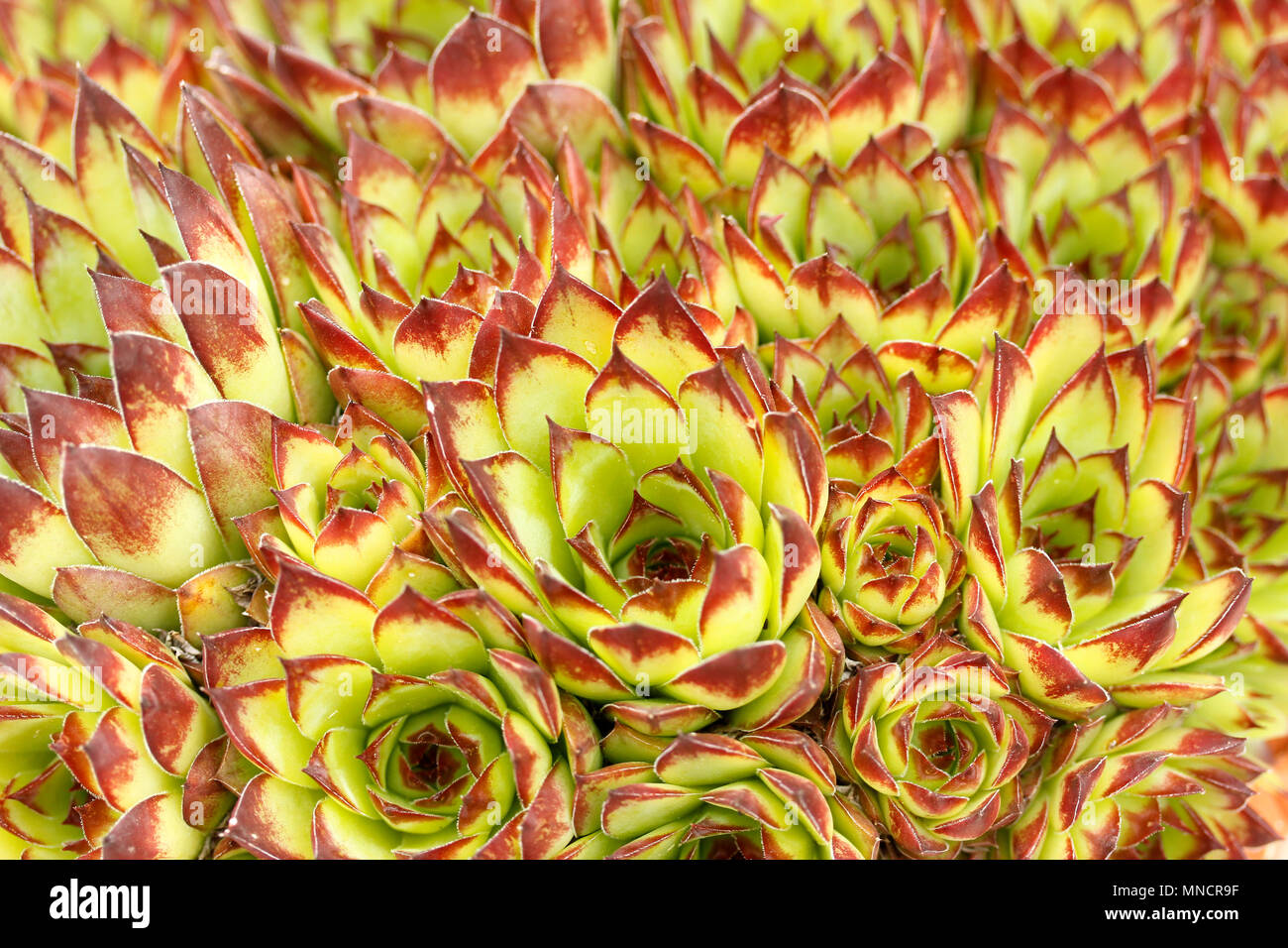 Sempervivum Tectorum Succulent High Resolution Stock Photography and ...