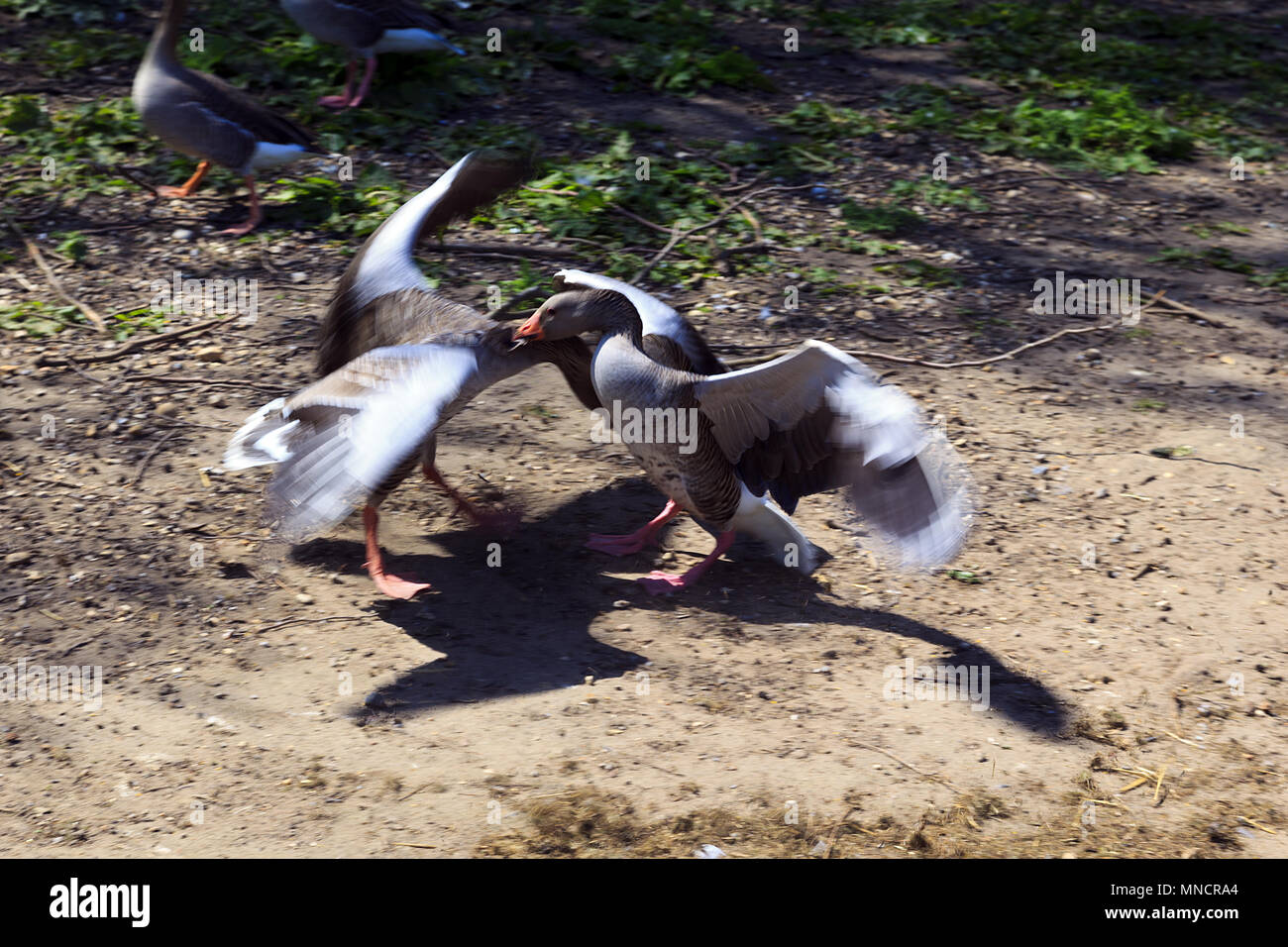Geese fighting hi-res stock photography and images - Alamy