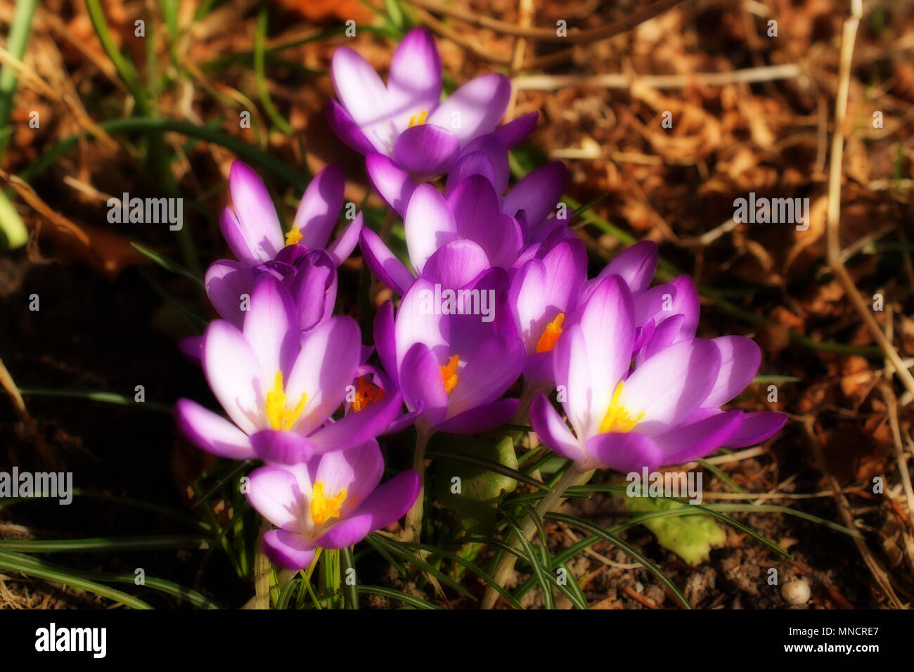 Crocus close up in the sun background wallpaper Stock Photo - Alamy