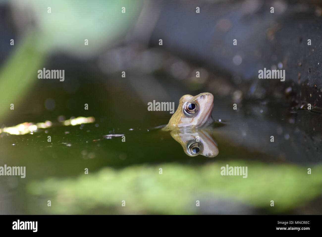 Frog photography hi-res stock photography and images - Alamy