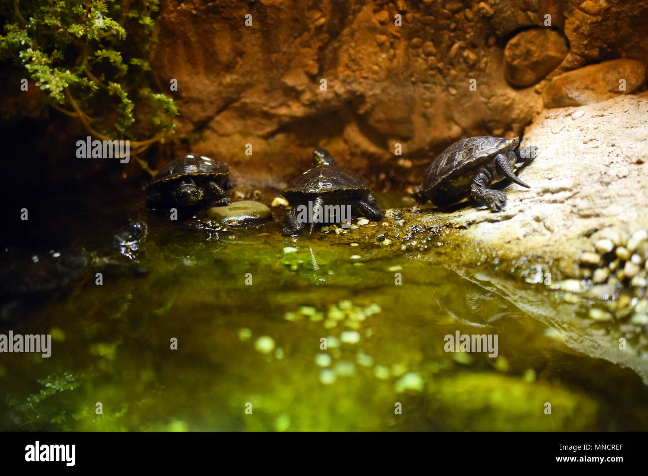 Sea turtle head in aquarium hi-res stock photography and images - Alamy