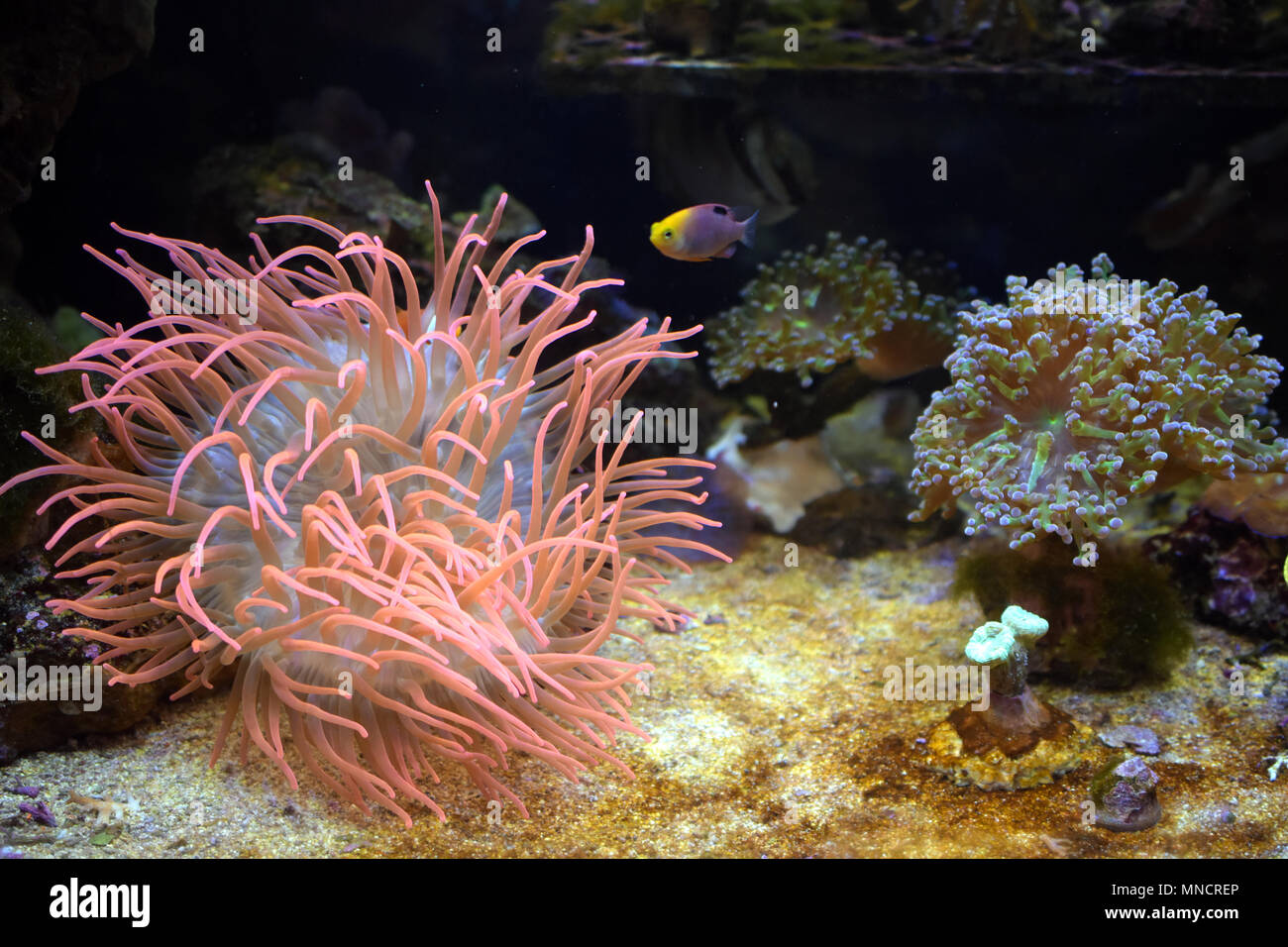 sea anemone wallpaper background texture in an Aquarium with a fish ...