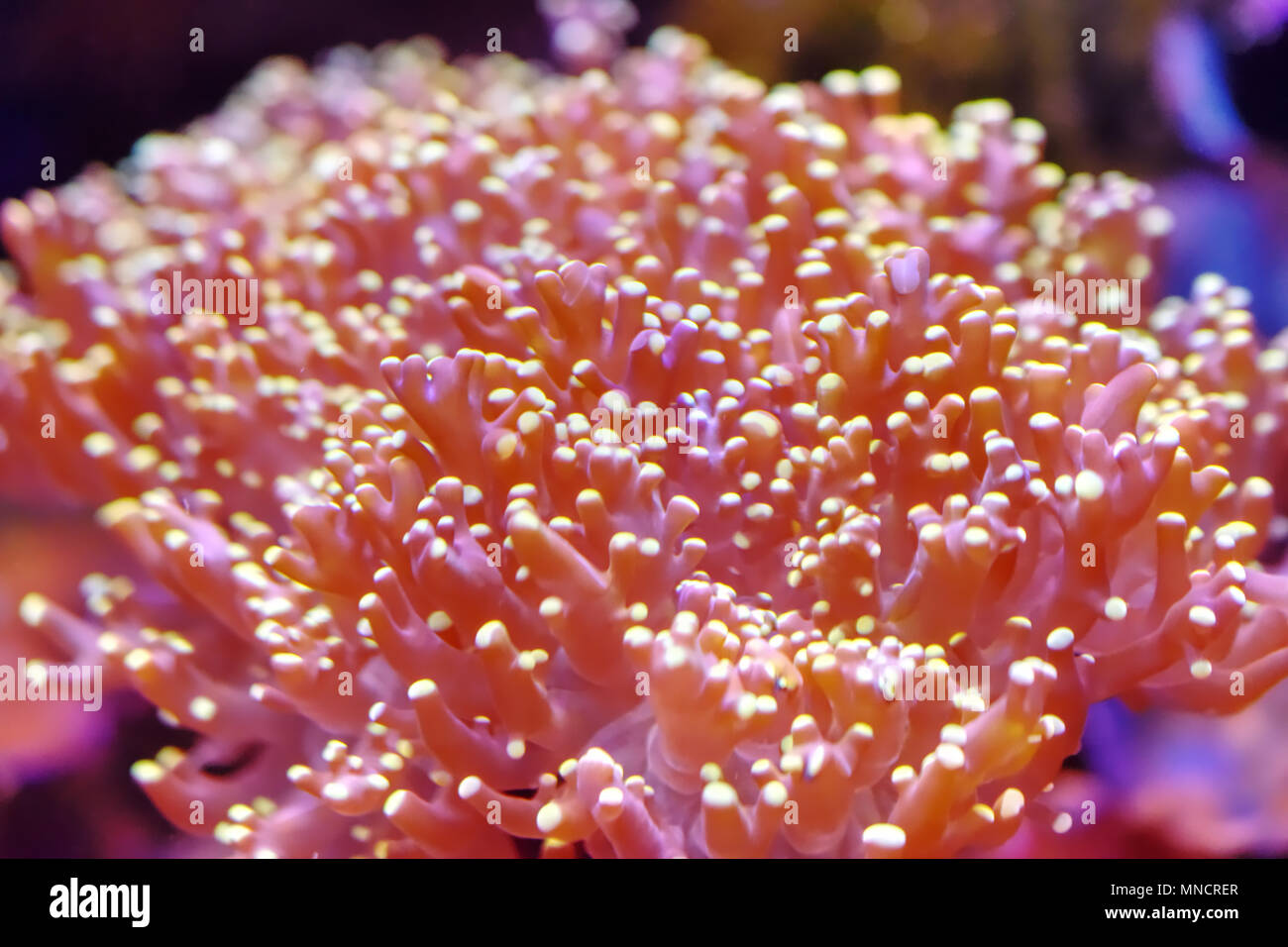 Coral macro hi-res stock photography and images - Alamy