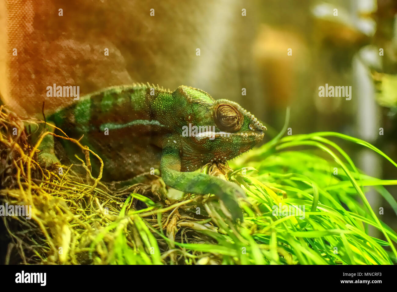 Chameleon sitting on branch hi-res stock photography and images - Alamy