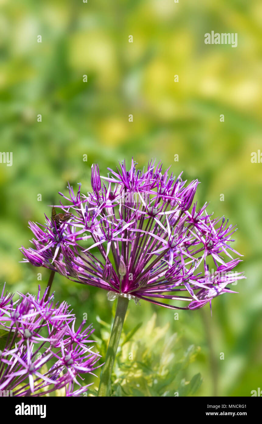 Ornamental onion in spring hi-res stock photography and images - Alamy