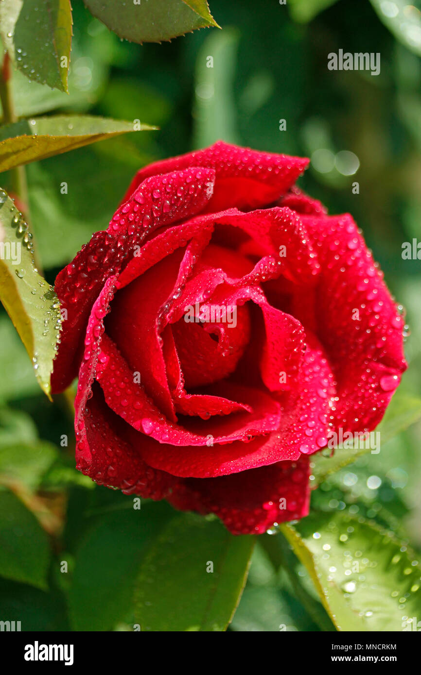 Rose and droplets hi-res stock photography and images - Alamy
