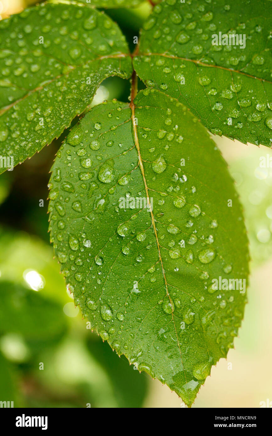 Rose leaf texture hi-res stock photography and images - Alamy
