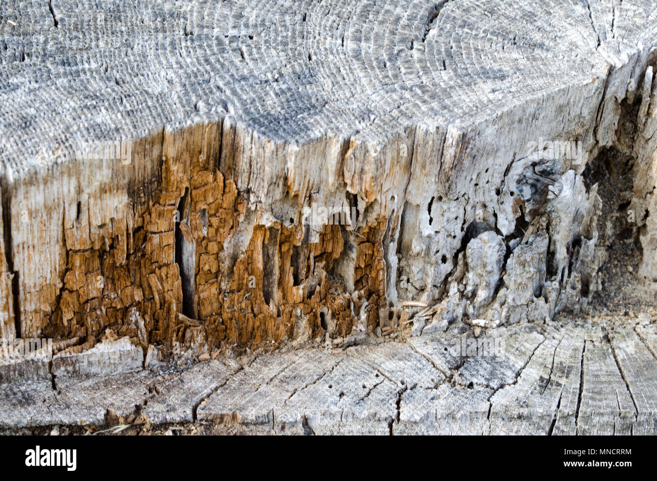 Showing pattern hi-res stock photography and images - Alamy