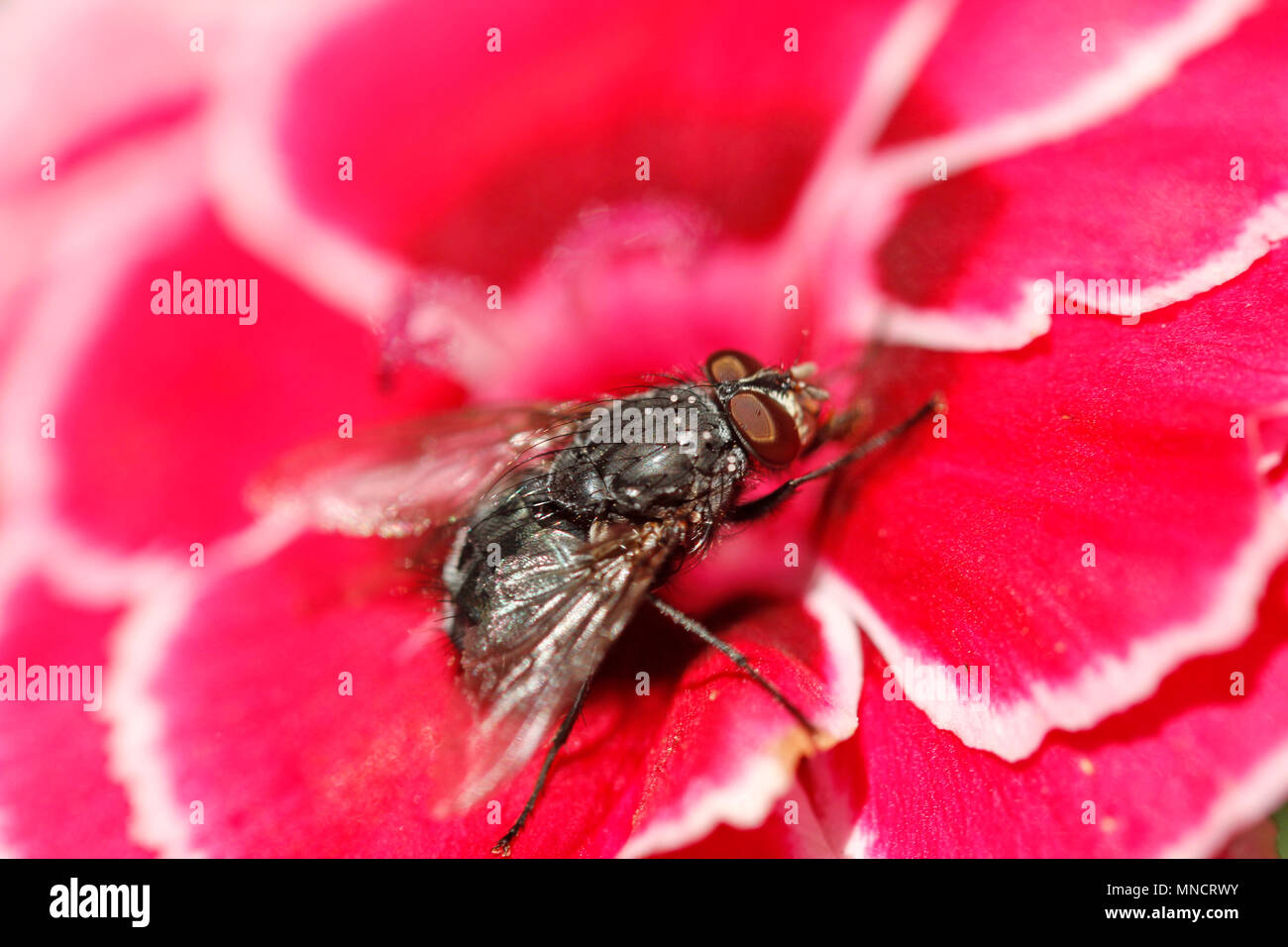 Bluebottle fly. Calliphora sp Stock Photo - Alamy