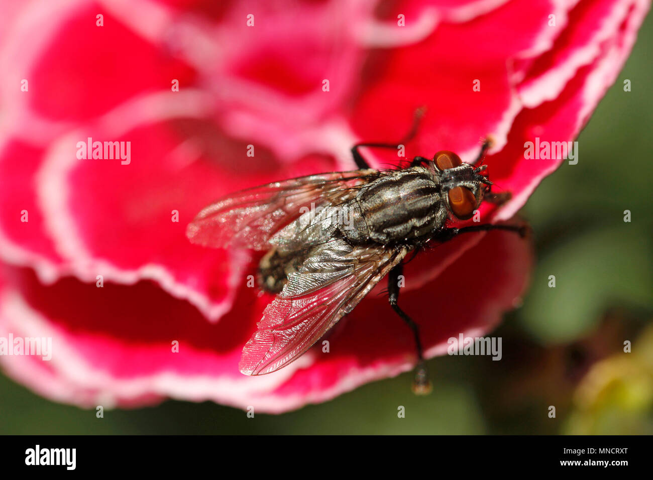 Blow fly. Calliphora vicina Stock Photo - Alamy