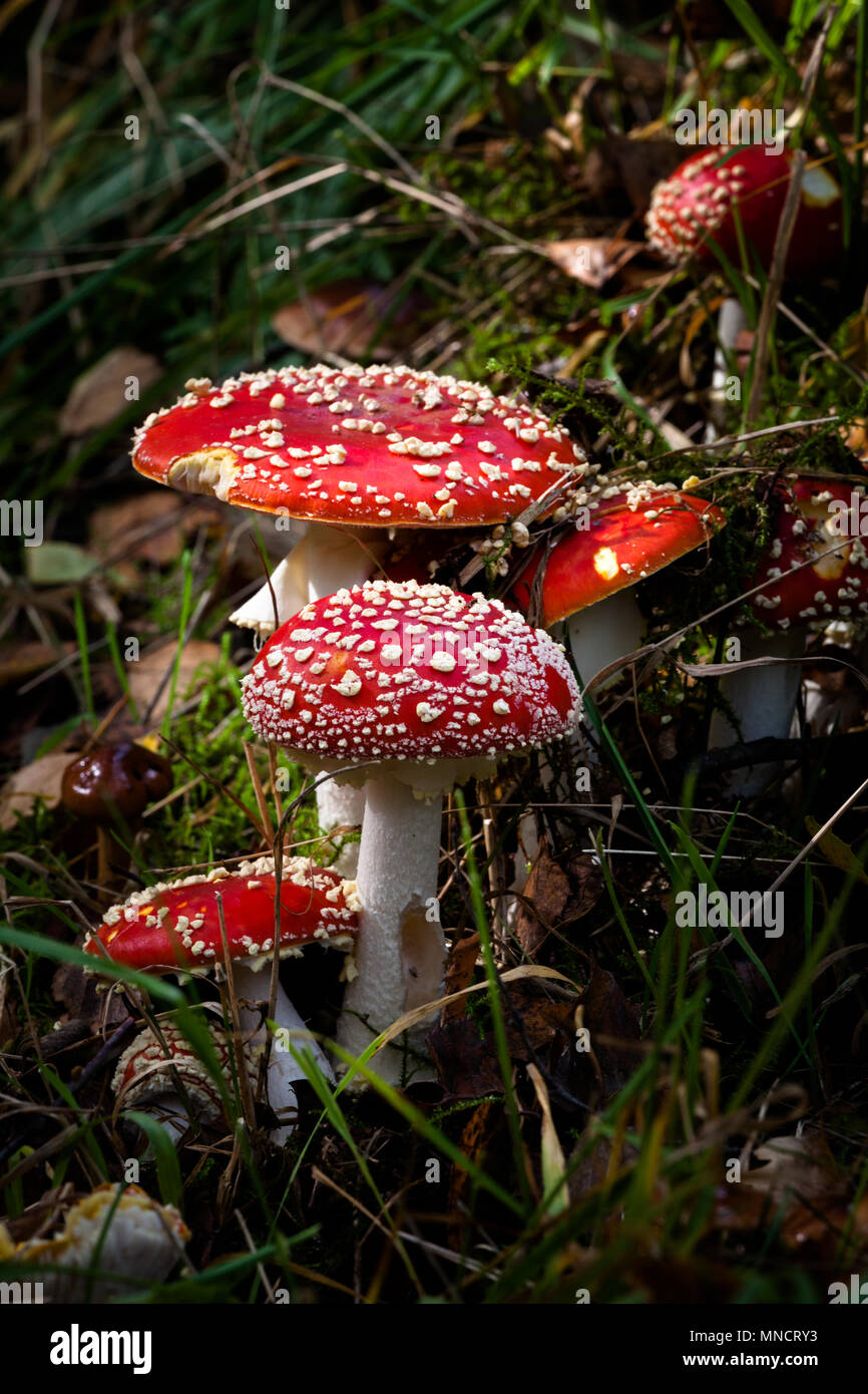 White spotted red toadstools hi-res stock photography and images - Alamy