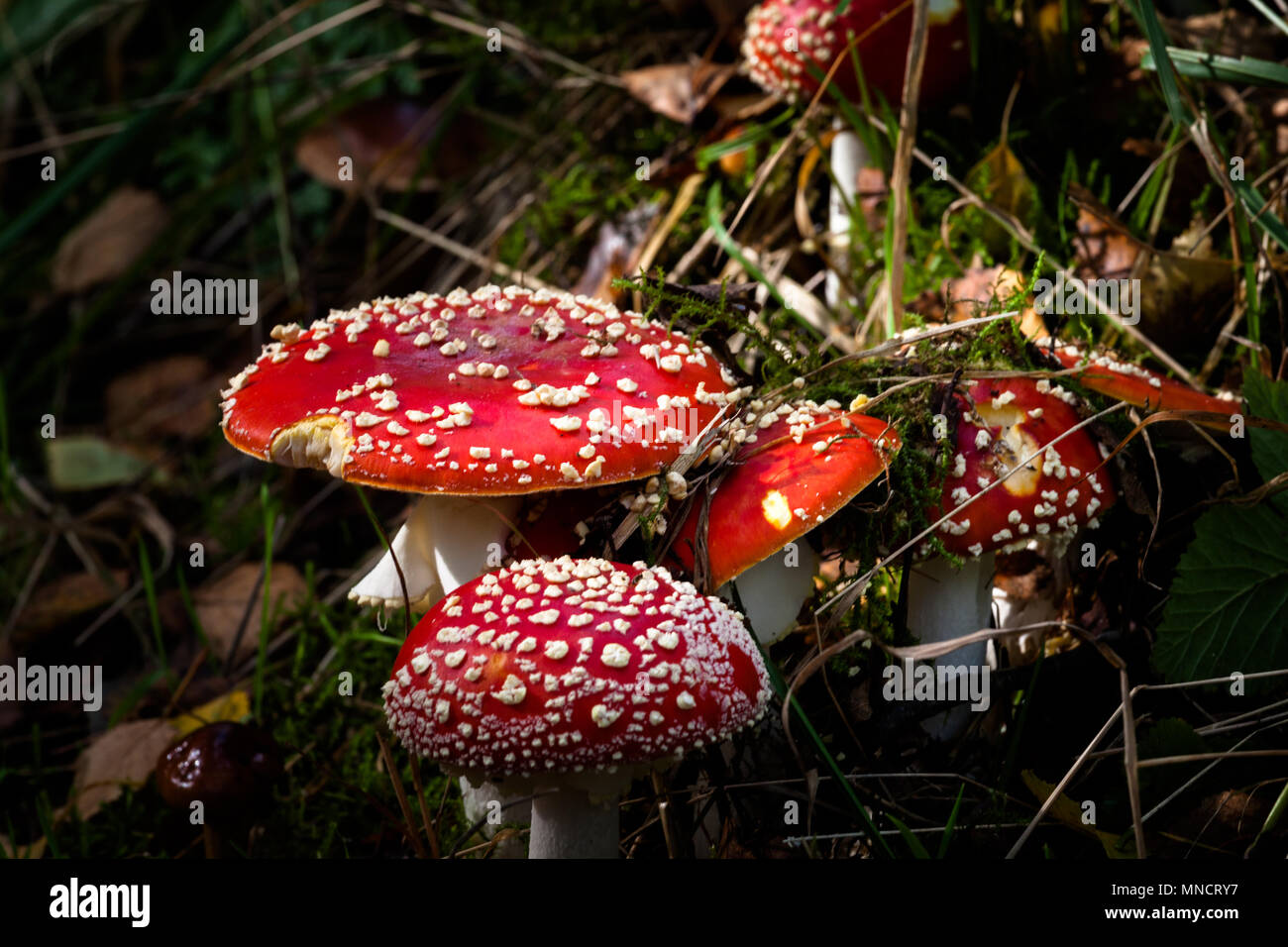 White spotted red toadstools hi-res stock photography and images - Alamy
