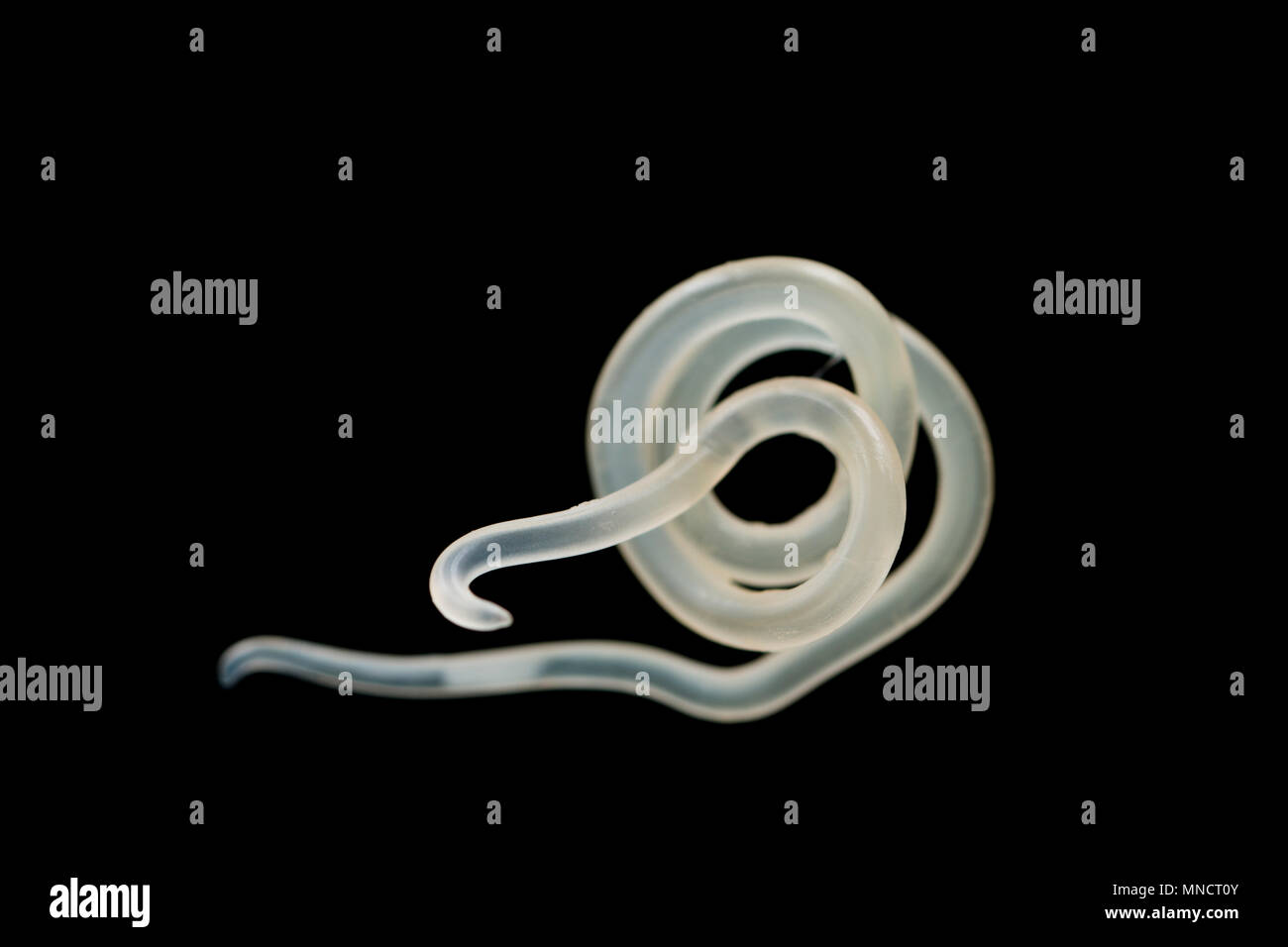 Marine Roundworms
