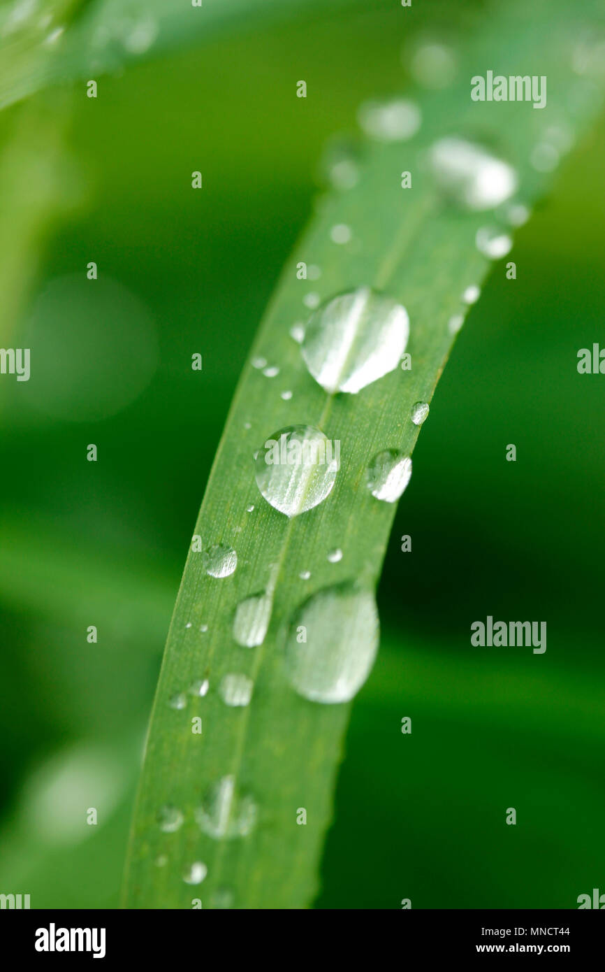 Wheat leaf hi-res stock photography and images - Alamy