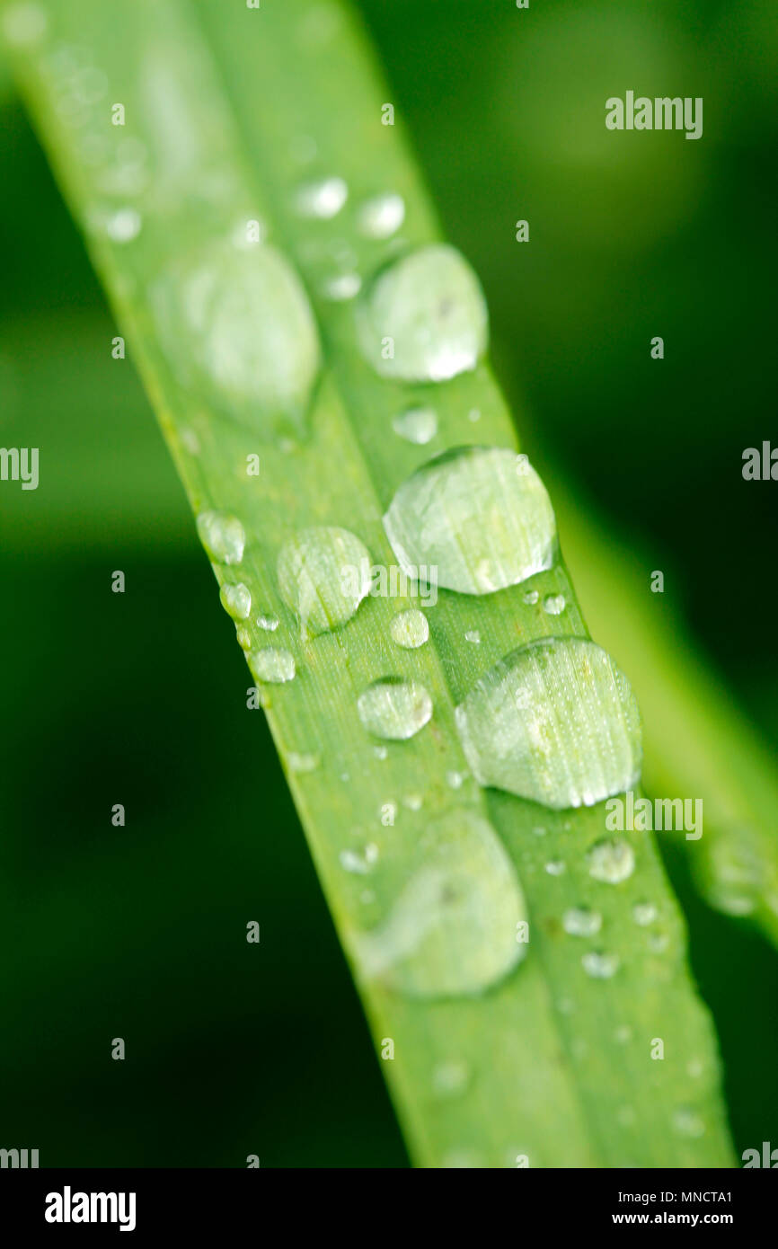 Wheat leaf hi-res stock photography and images - Alamy