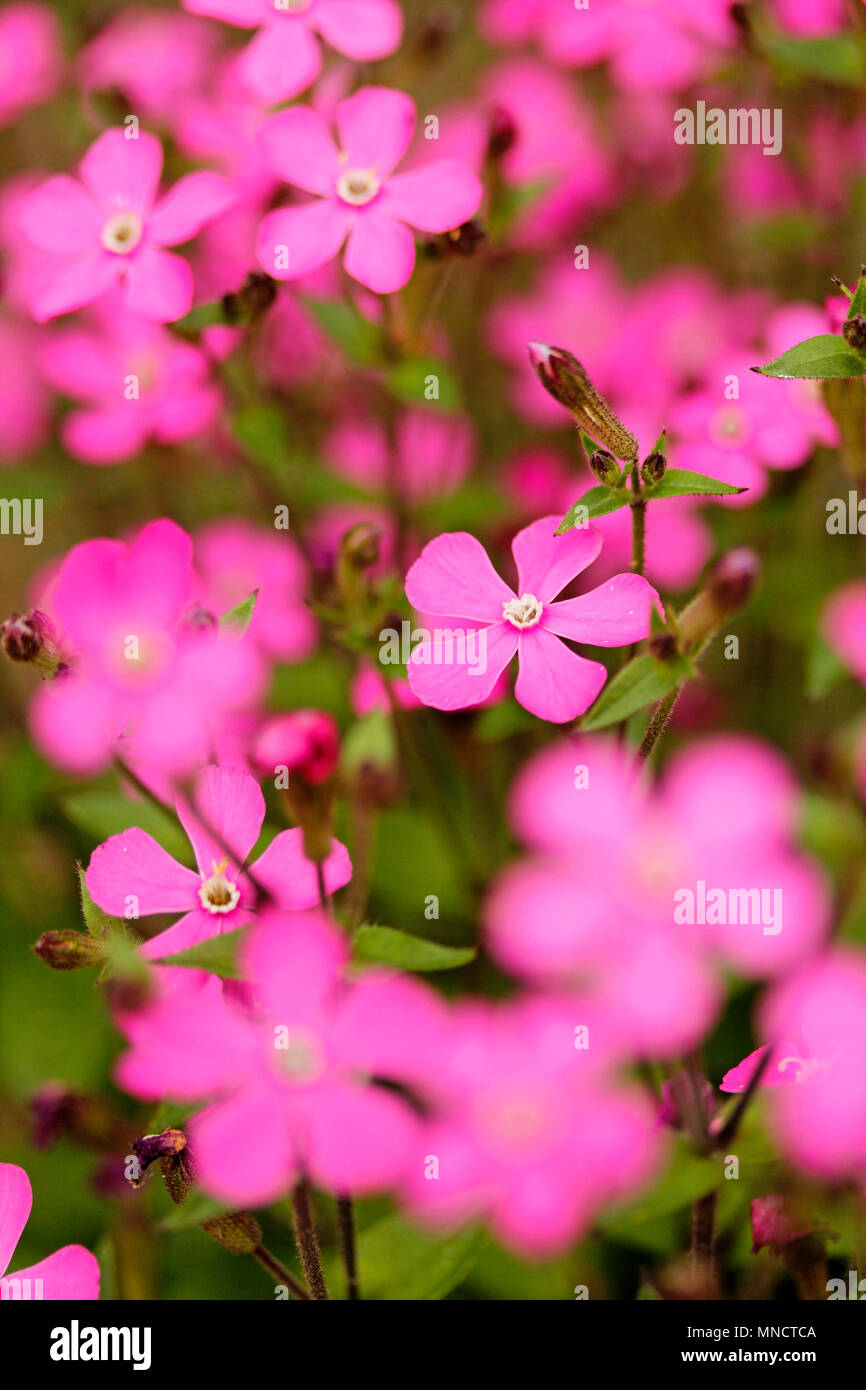 Silene silene sp hi-res stock photography and images - Alamy